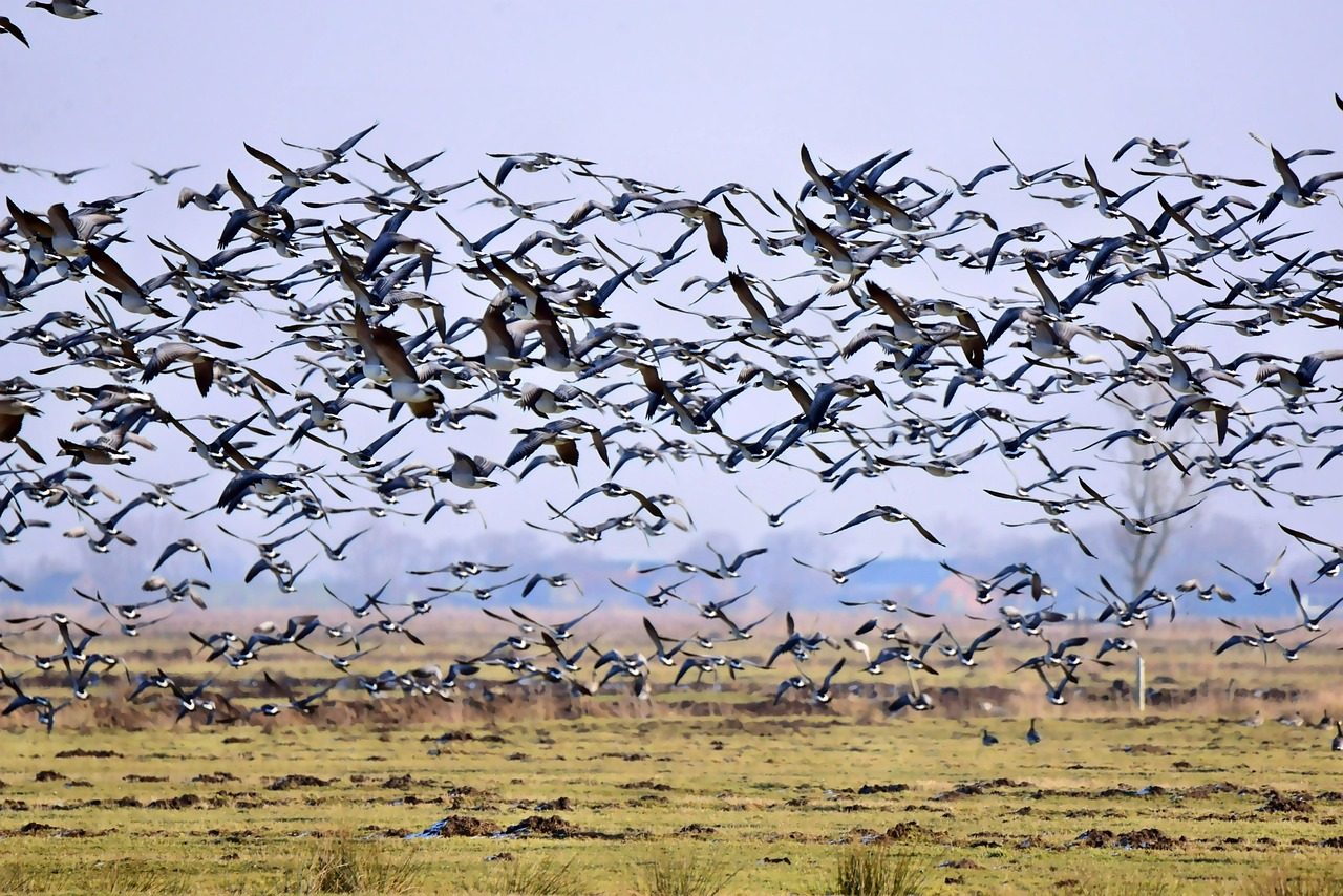 About Us – Avisoff